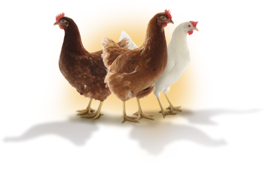 Lohmann France - Accouvage et distribution de poules pondeuses