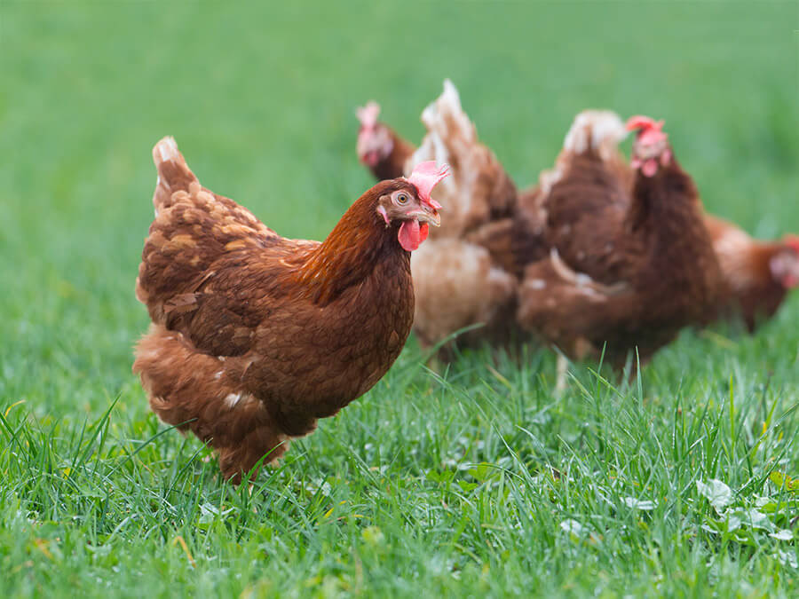 Les différentes Poules Pondeuses Lohmann - Lohmann France