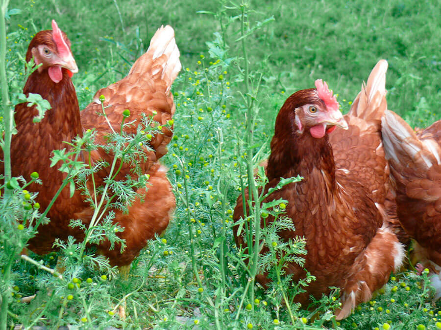 Les différentes Poules Pondeuses Lohmann - Lohmann France